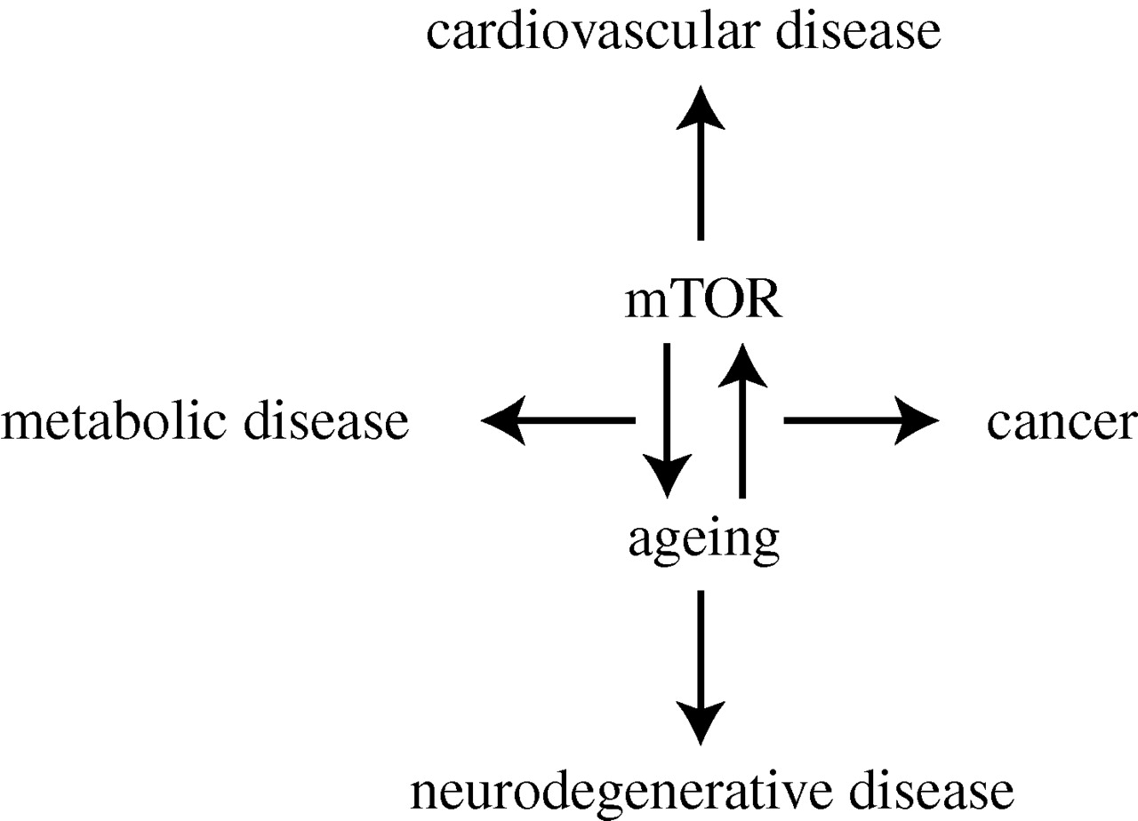 Rapamycin A Classic Antiaging Drug Aging Matters Magazine